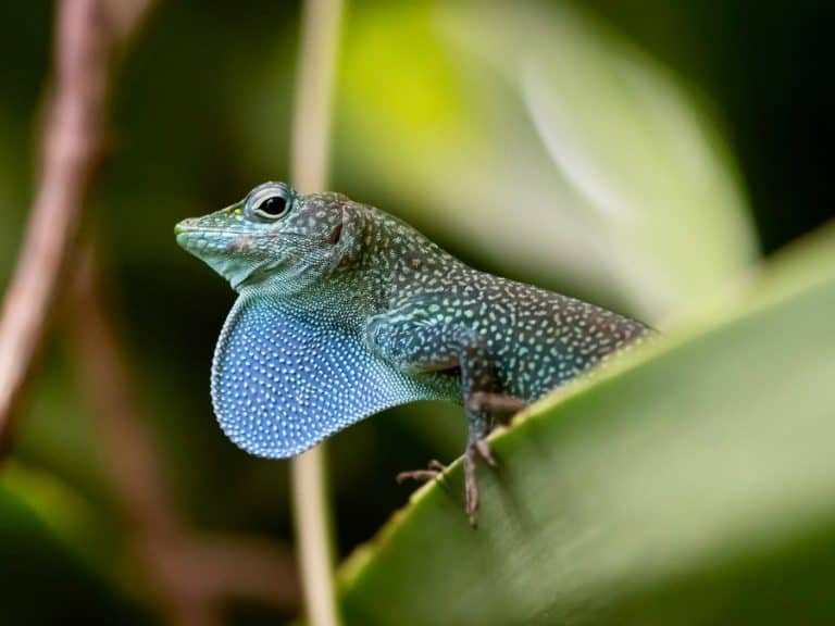 What Types of Lizards Are at Disney World? | ParkVeteran